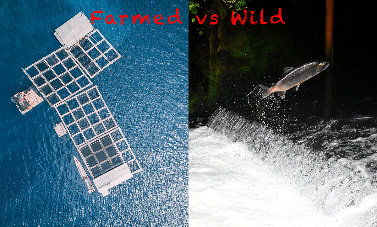 Salmon: Wild vs Farmed? – Alaskan Harvest Seafood